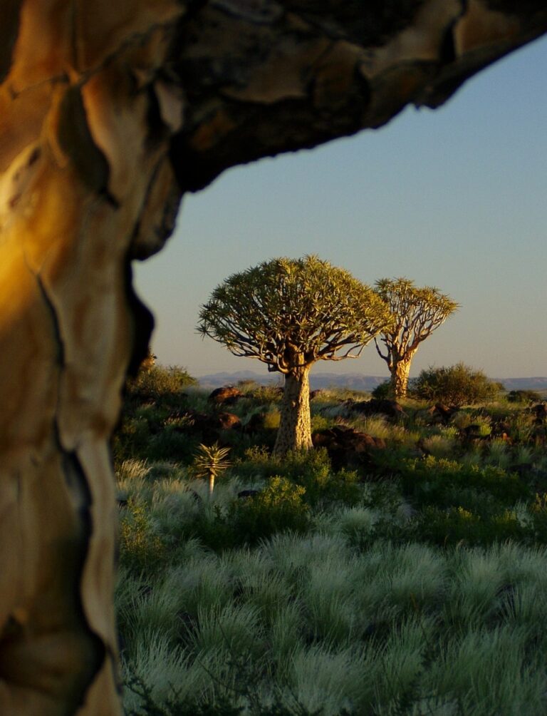 Assisted Migration: A Survival Plan To Combat Climate Change Peril ...